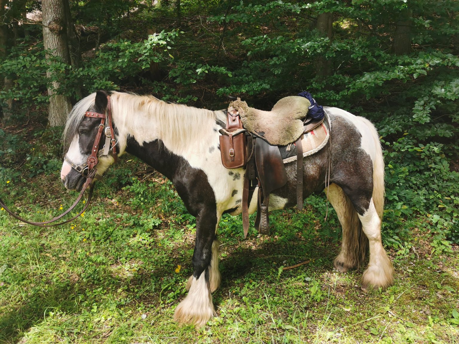 Reitpferde - Paint Horse Ranch